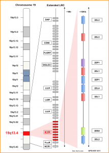 Should the best mismatched donor be chosen based on KIR typing ...