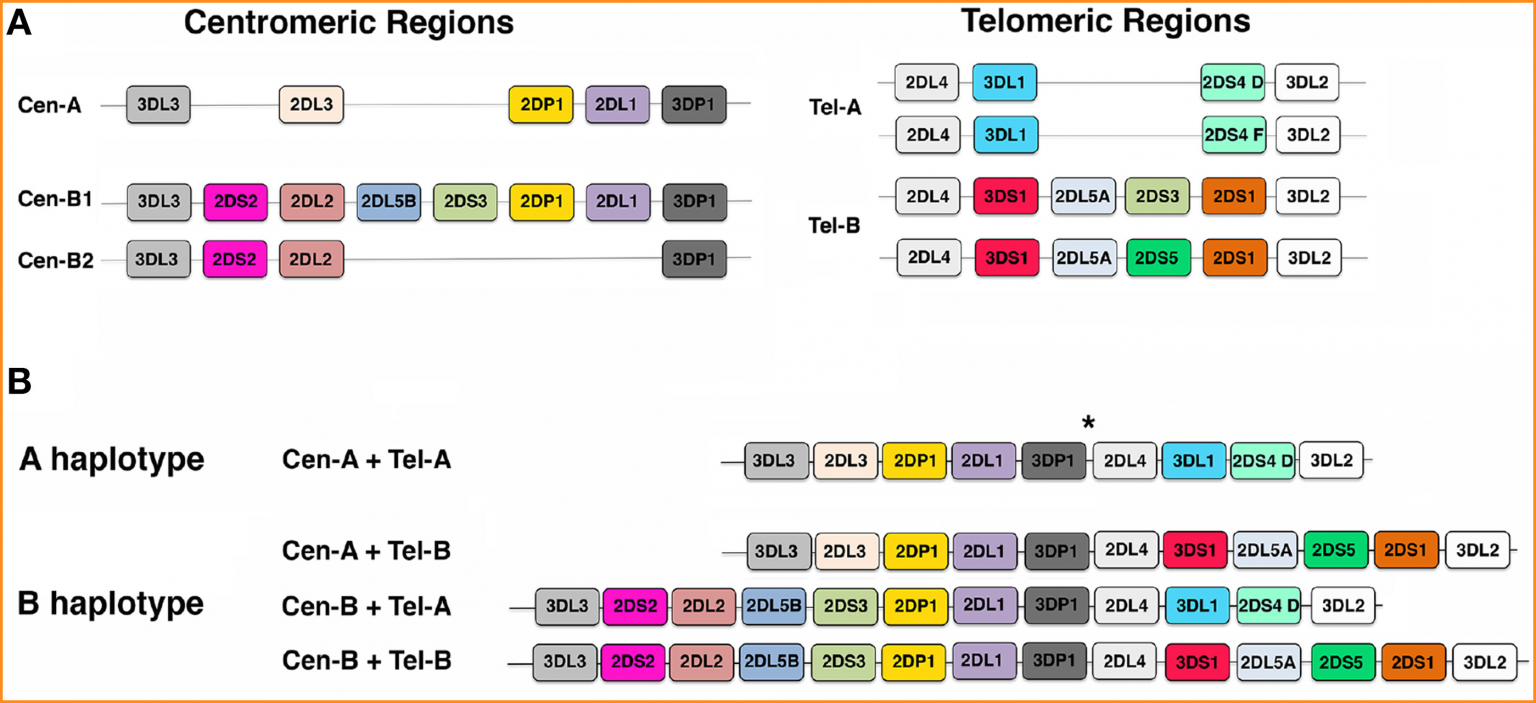 Should the best mismatched donor be chosen based on KIR typing ...