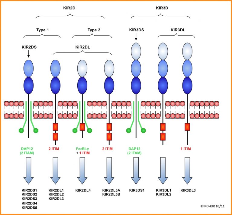Should the best mismatched donor be chosen based on KIR typing ...